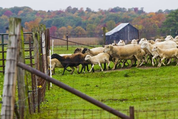 Locations Hub - Baytree Farm, Venango County