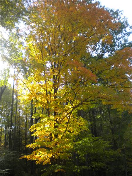 Locations Hub - Weiser State Forest