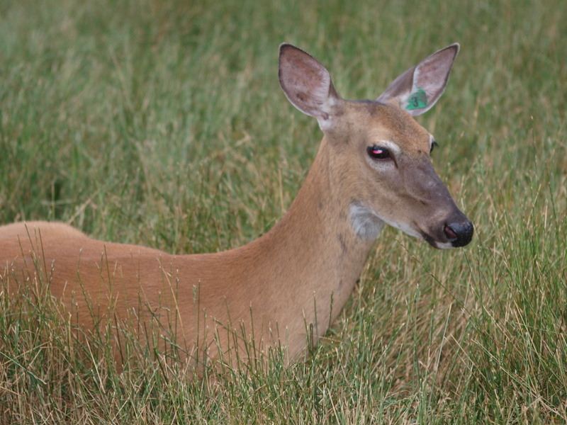 Locations Hub - Lbk Game Ranch