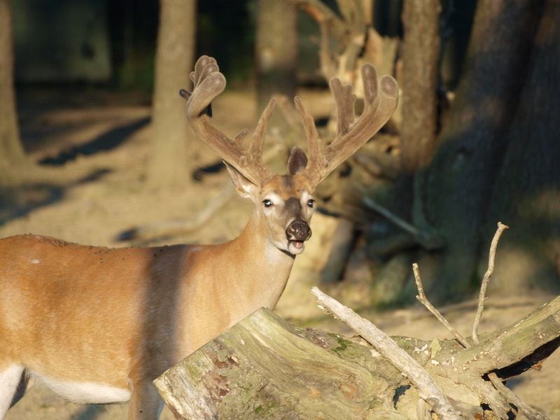 Locations Hub - Lbk Game Ranch