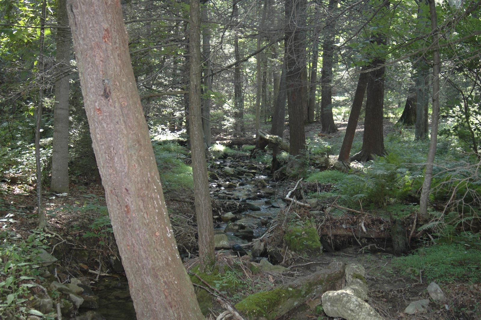 Locations Hub - Big Spring State Forest