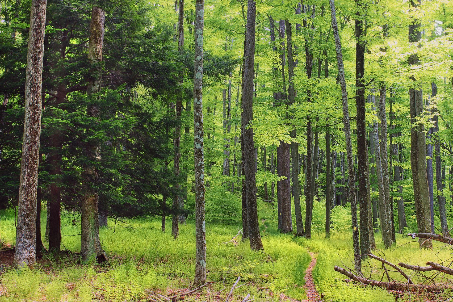 Locations Hub - Susquehannock State Forest